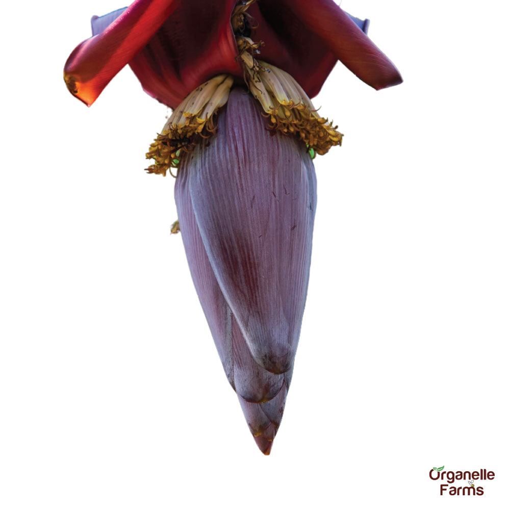 Banana Flower-1 Pcs (250 Gms- 350 Gms) | Organelle Farms