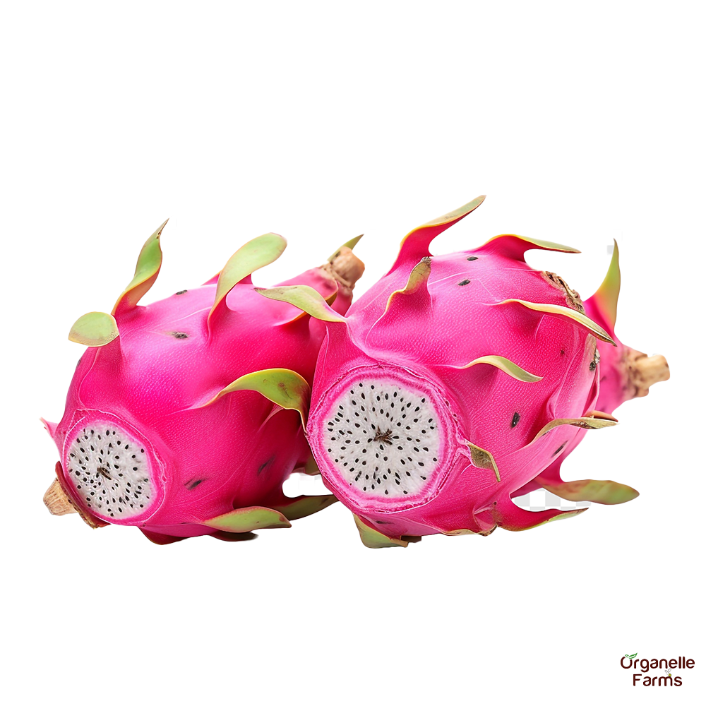 Dragon Fruits-1Pc (300 Gms - 400 Gms) | Organelle Farms